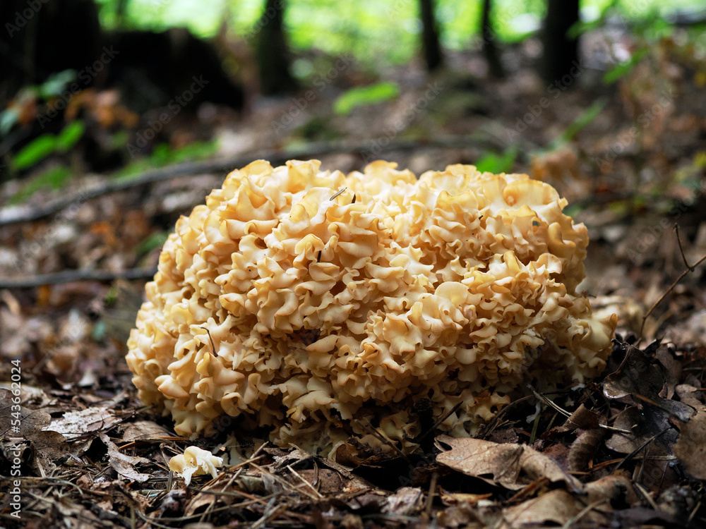 Ten grzyb Siedzuń sosnowy, szmaciak gałęzisty (Sparassis crispa (Wulf ...