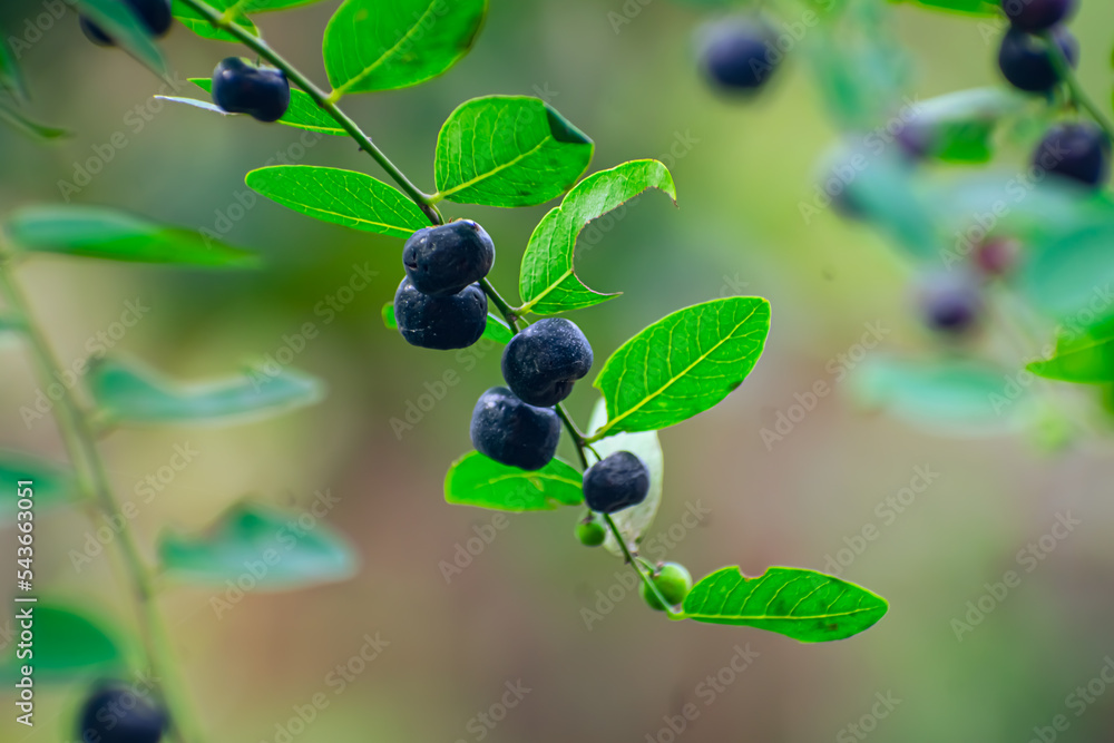 Phyllanthus reticulatus is a plant species described Jean Louis Marie ...