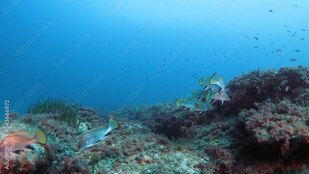 Scuba Diving and Underwater Photography Malta - Wrecks Reefs Marine ...