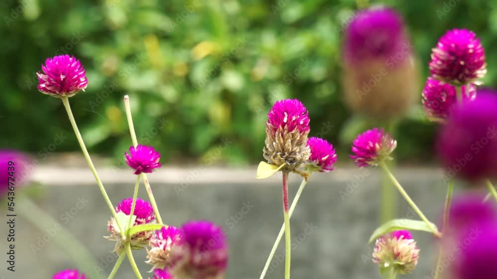 Gomphrena globosa (Also called globe amaranth, Bunga kenop) flower in ...
