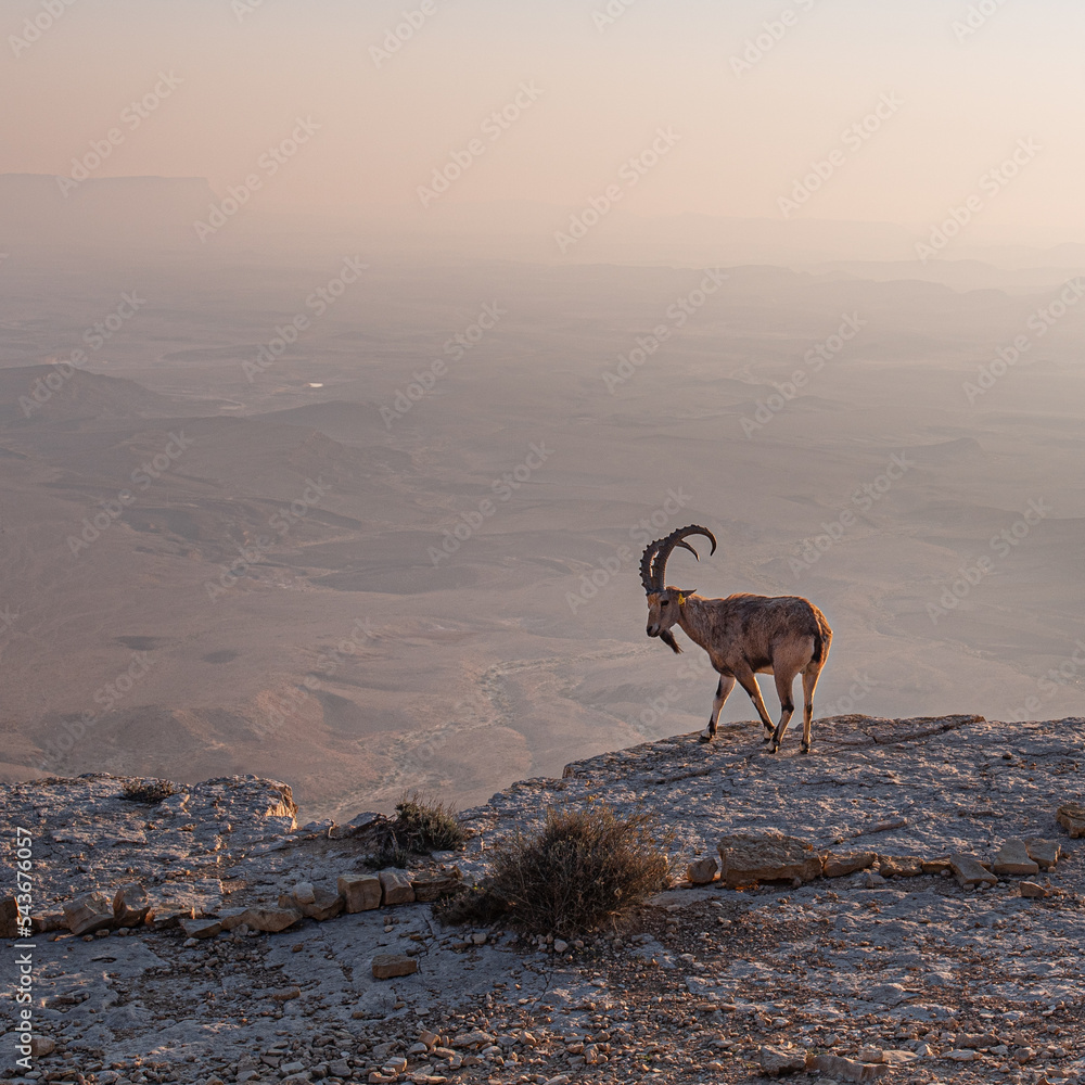 A fearless ibex overlooks the Ramon Crater (Makhtesh Ramon) below from ...