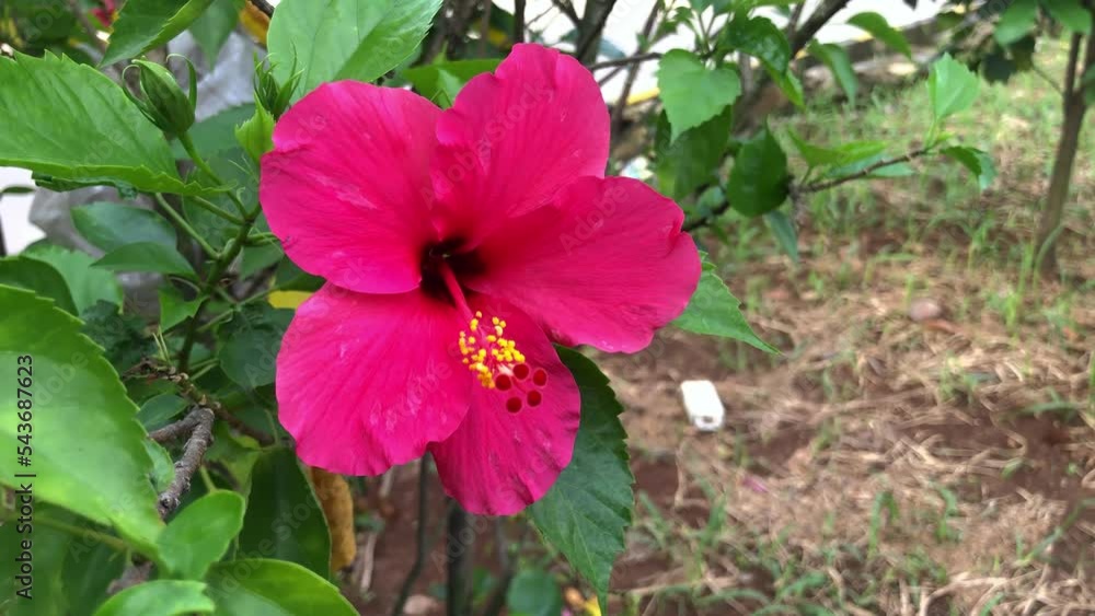 Hibiscus rosa-sinensis, Chinese hibiscus, China rose, Hawaiian hibiscus ...