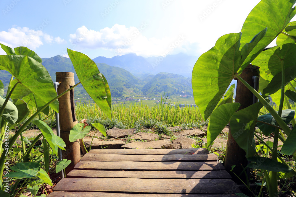 View of Terraced rice field - SaPa, Vietnam. One of the most famous ...