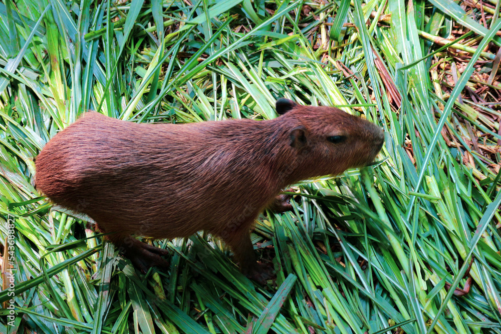 Capybara (Hydrochoerus hydrochaeris) at Ragunan Zoo, Jakarta. Stock ...