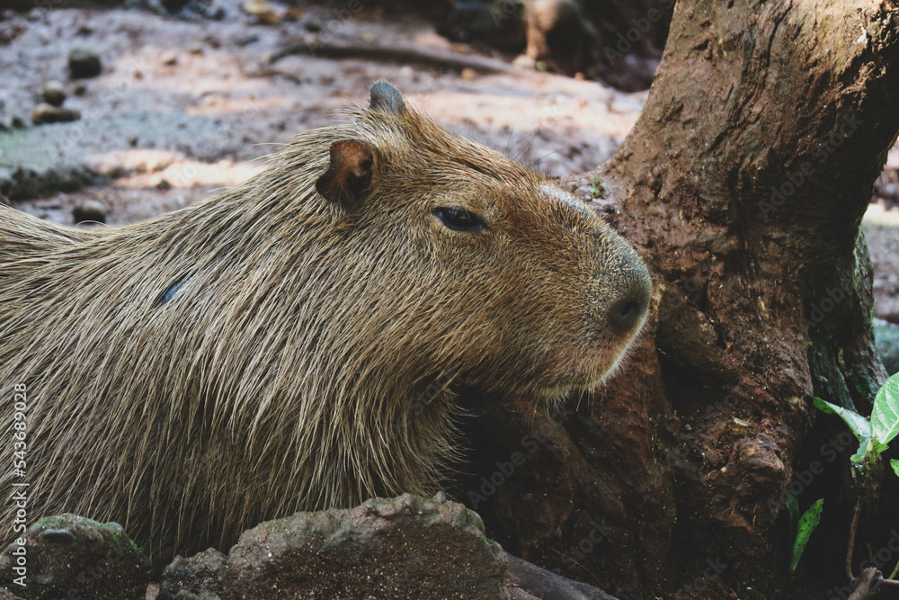 Capybara (Hydrochoerus hydrochaeris) at Ragunan Zoo, Jakarta. Stock ...