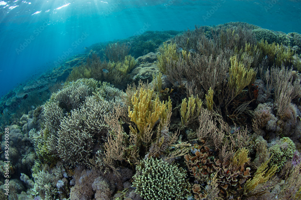 A diverse array of corals compete for space on a shallow, healthy reef ...