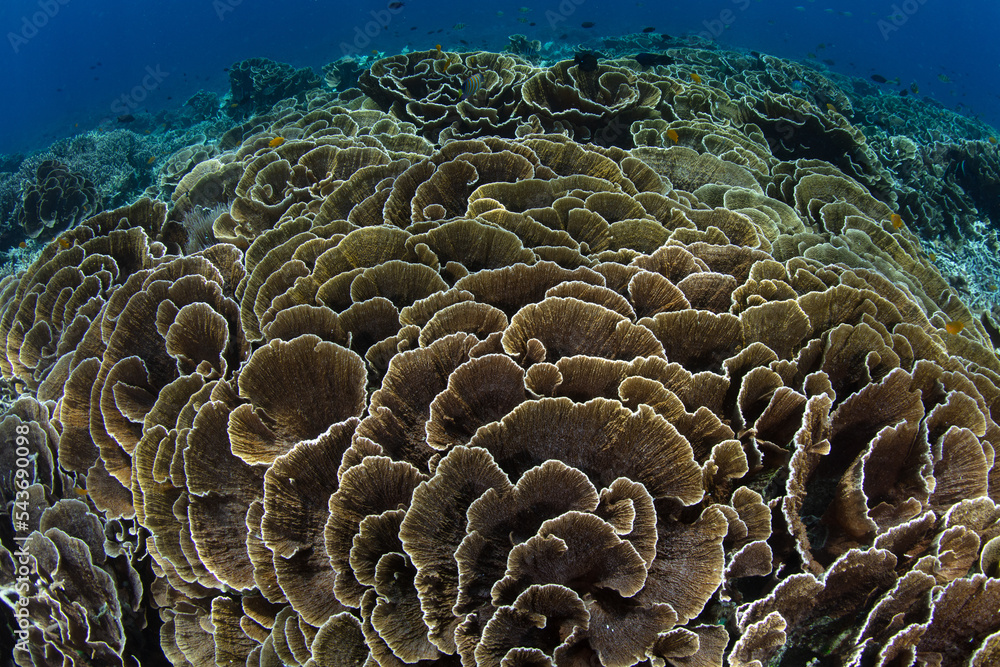 Fragile, reef-building corals compete for space on a shallow, healthy ...
