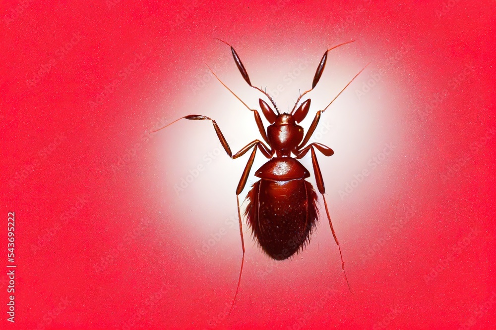 Red ant dead isolated white background Stock Illustration | Adobe Stock
