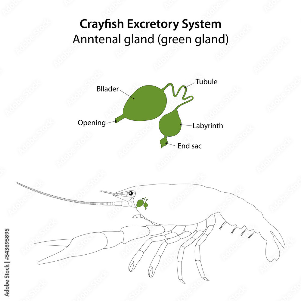 Crayfish Excretory System. Anntenal gland (green gland). Stock ベクター ...