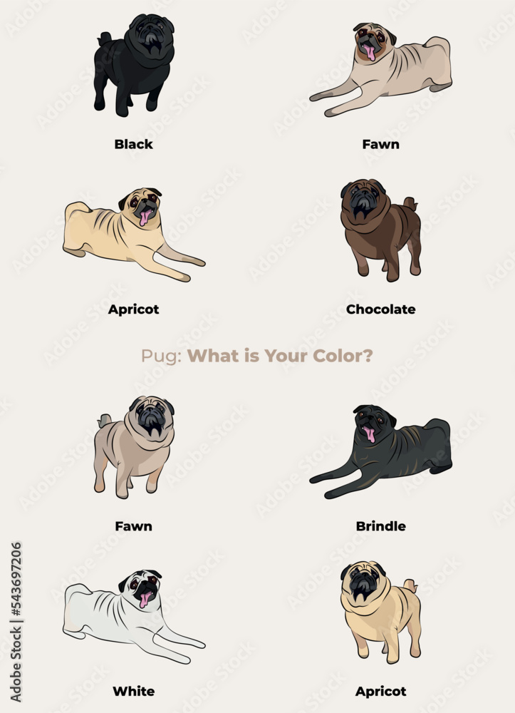 Pug colors. Cute Pug dogs characters in various poses, design for print ...