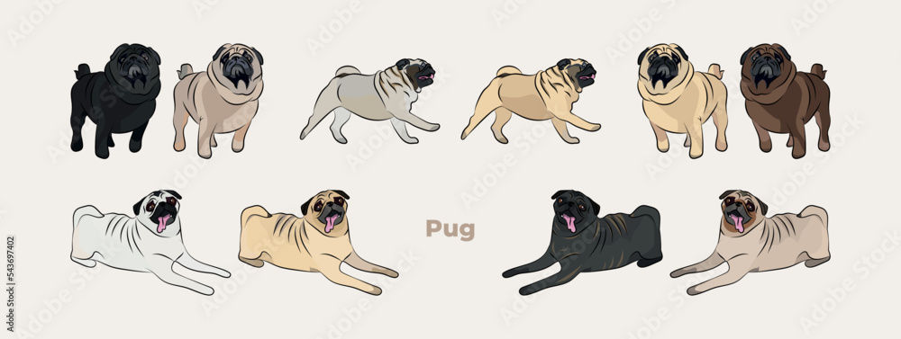 Pug colors. Cute Pug dogs characters in various poses, design for print ...