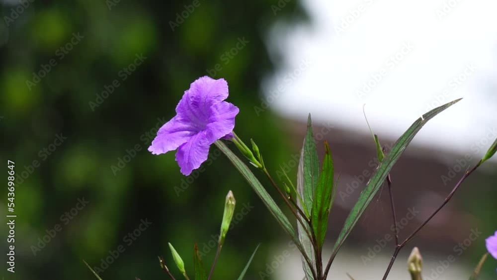 Ruellia simplex (also called kencana ungu, rawelia, rolia, rowlea) with ...