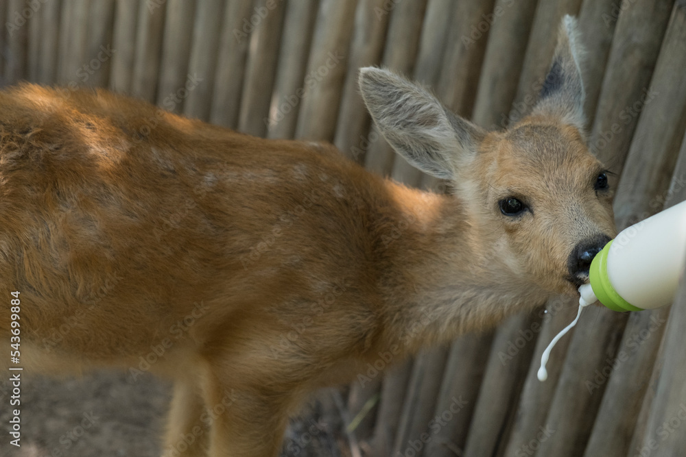 Little roe deer drinks milk from a bottle with a nipple. The animal cub ...