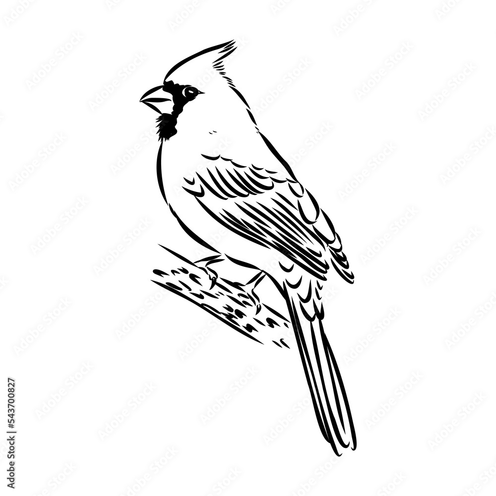 Cardinal bird sketch, vector illustration. Hand drawn red cardinal bird ...