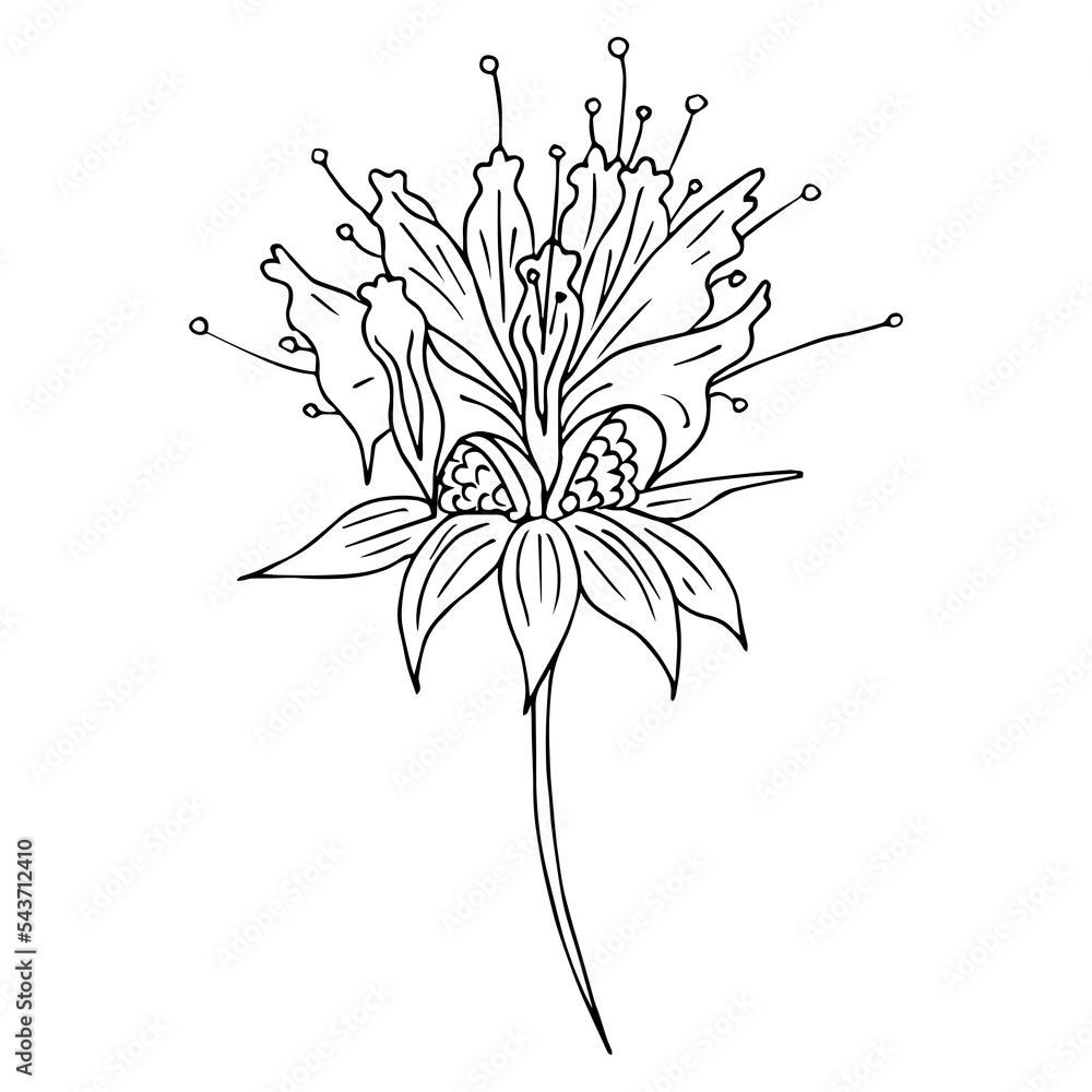 Monarda, Bee Balm. Detailed hand-drawn sketches, vector botanical ...