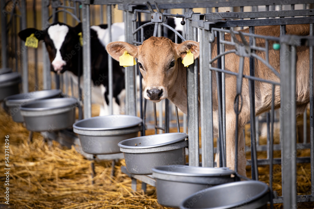 Young cows separated in the calf box at the farm. Stock Photo | Adobe Stock