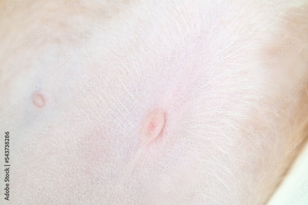 Puppy belly button, close up. Abstract soft pink umbilicus of puppy dog ...