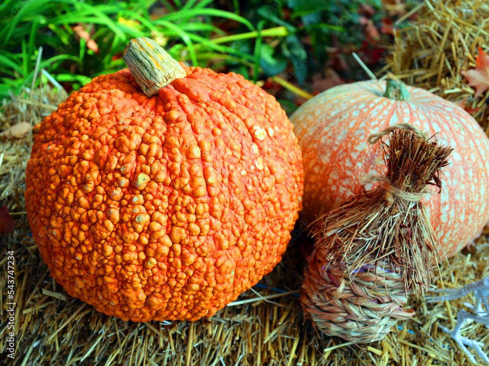 Warty Goblin pumpkin seed produces heavily warted pumpkins that are ...