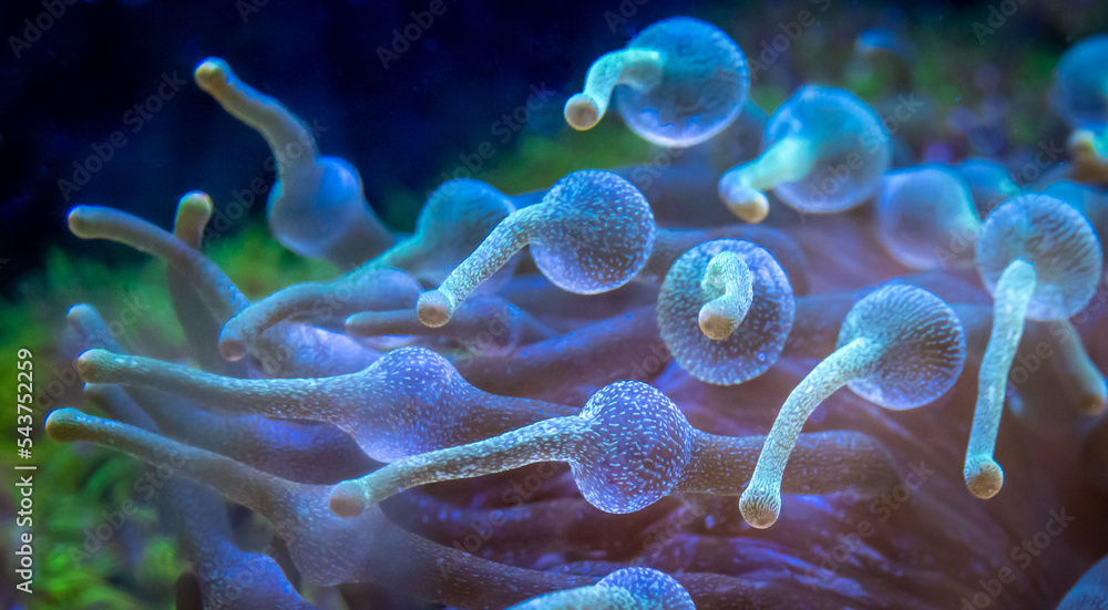 The Bubble-tip anemone (Entacmaea quadricolor) is a species of sea ...