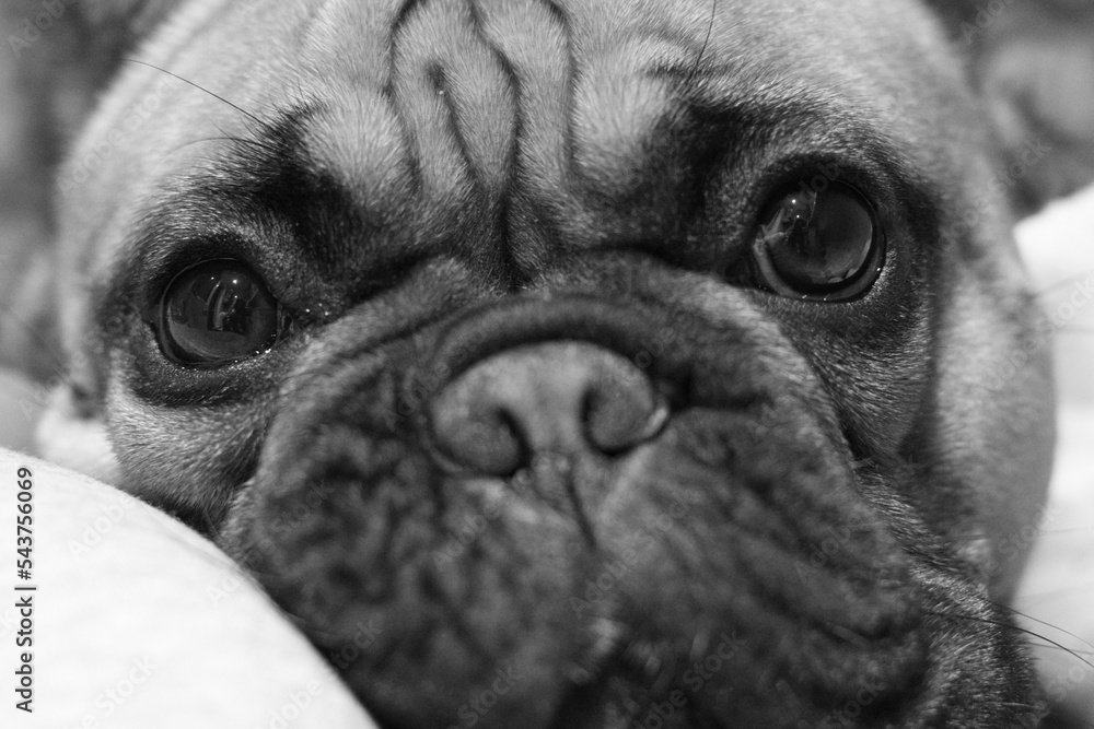 Sad french bulldog with his beloved owner. Black and white photography ...