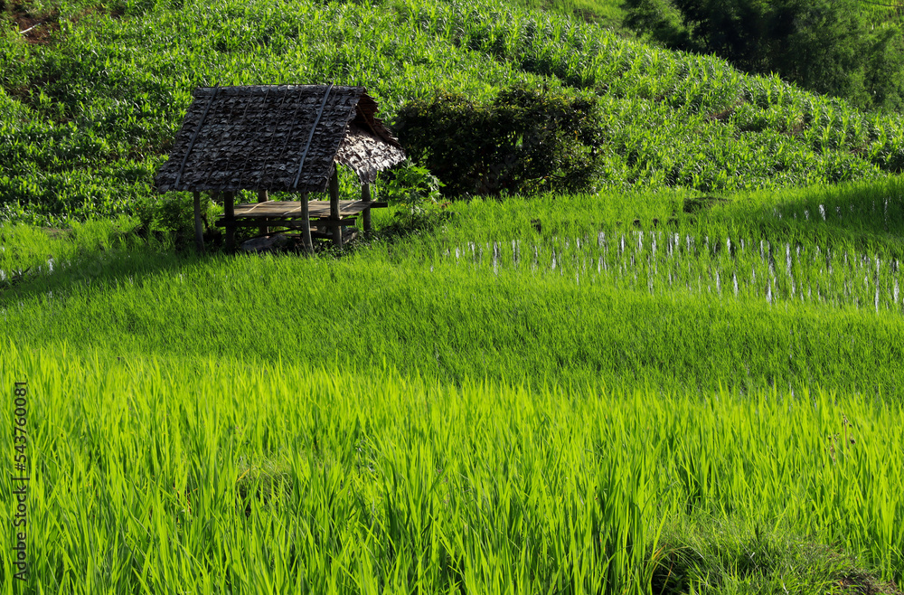 Beautiful scenery of Pa Bong Piang rice terraces. Rice fields on a hill ...