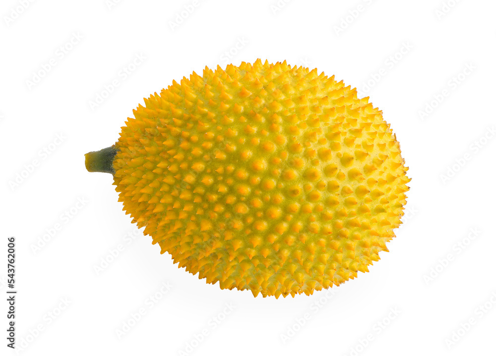 Close up of fresh Gac, Baby Jackfruit spiny Bitter gourd, Sweet gourd ...