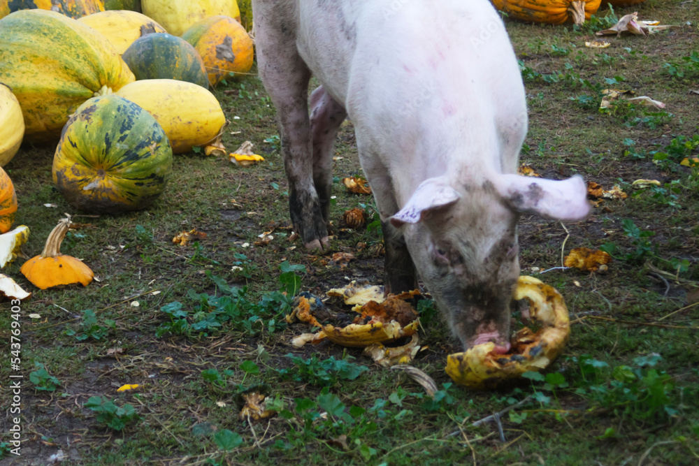 Defocus pig on the farm eating pumpkins. Happy pigs on pig farm. Piglet ...