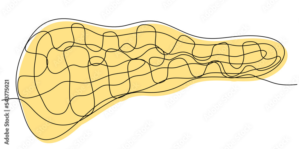 Pancreas in one line on a white background. Concept of human organs ...