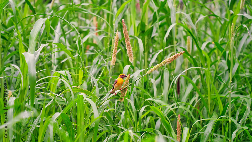 Baya bird known as Ploceus philippinus sitting in green pearl millet ...