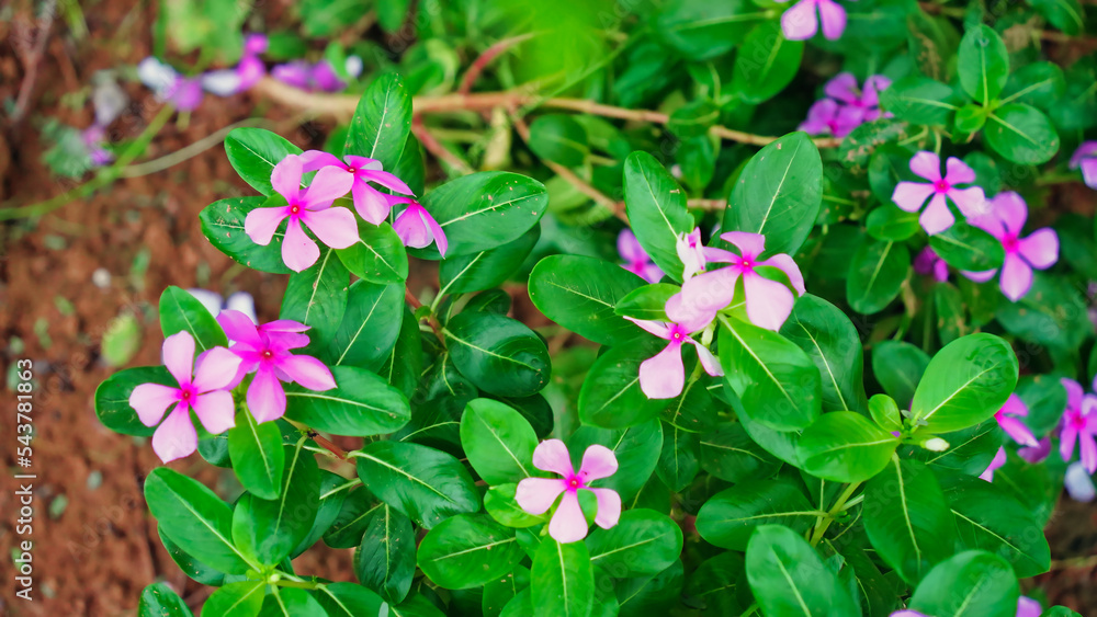 Indian Madagascar Periwinkle known as Catharanthus Roseus, Bright eyes ...