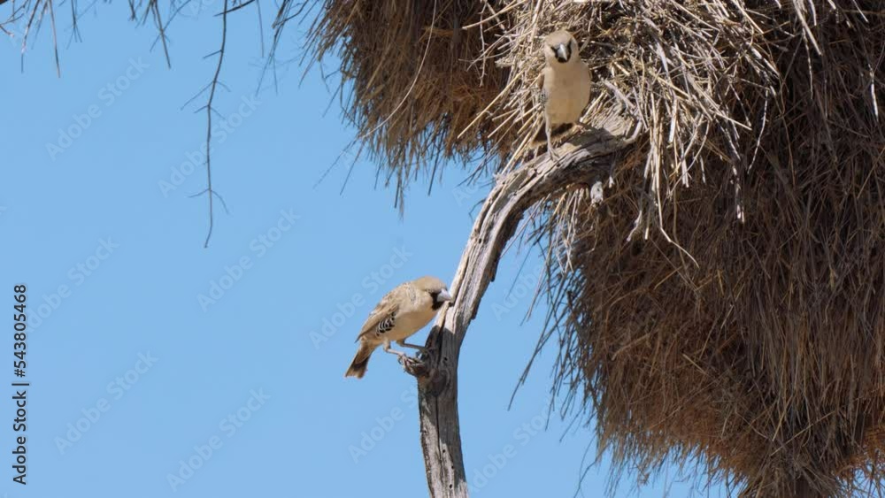 Sociable Weaver, or Philetairus socius, building a large compound ...
