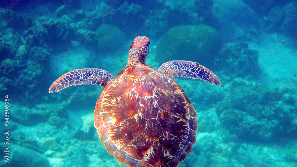 Underwater shot of wild sea turtle swimming among tropical corals and ...