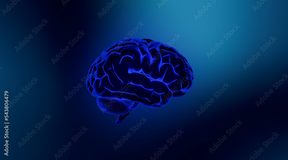 Human brain Anatomical on x-ray blue background. Stock Illustration ...