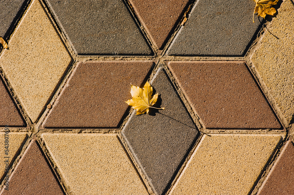 Pavement, road stone colorful tiles, road surface with yellow maple ...