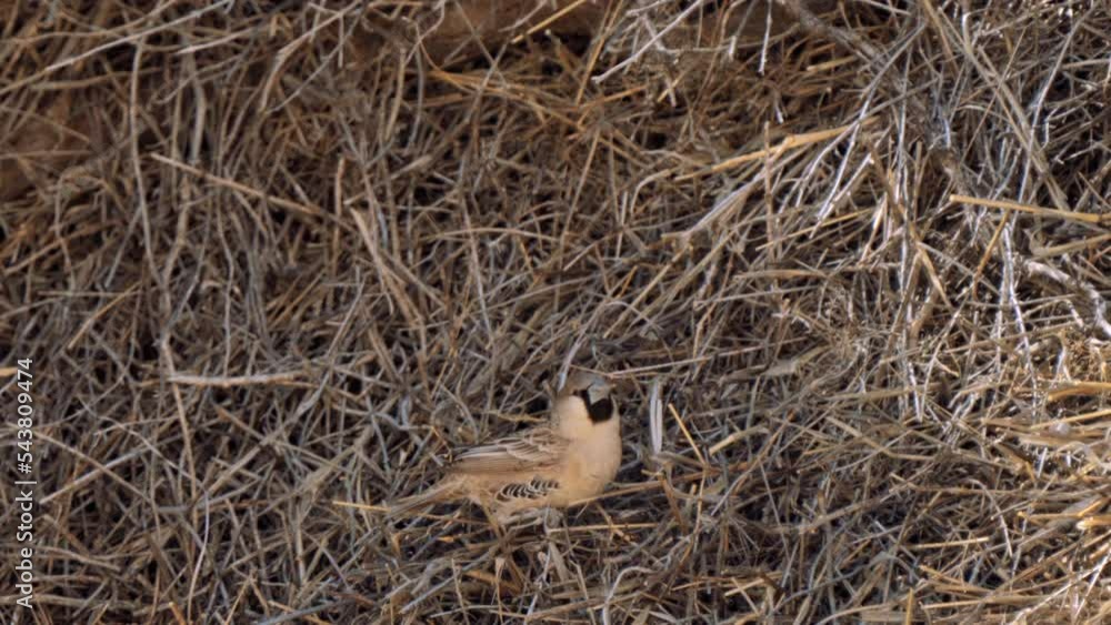 Sociable Weaver, or Philetairus socius, building a large compound ...