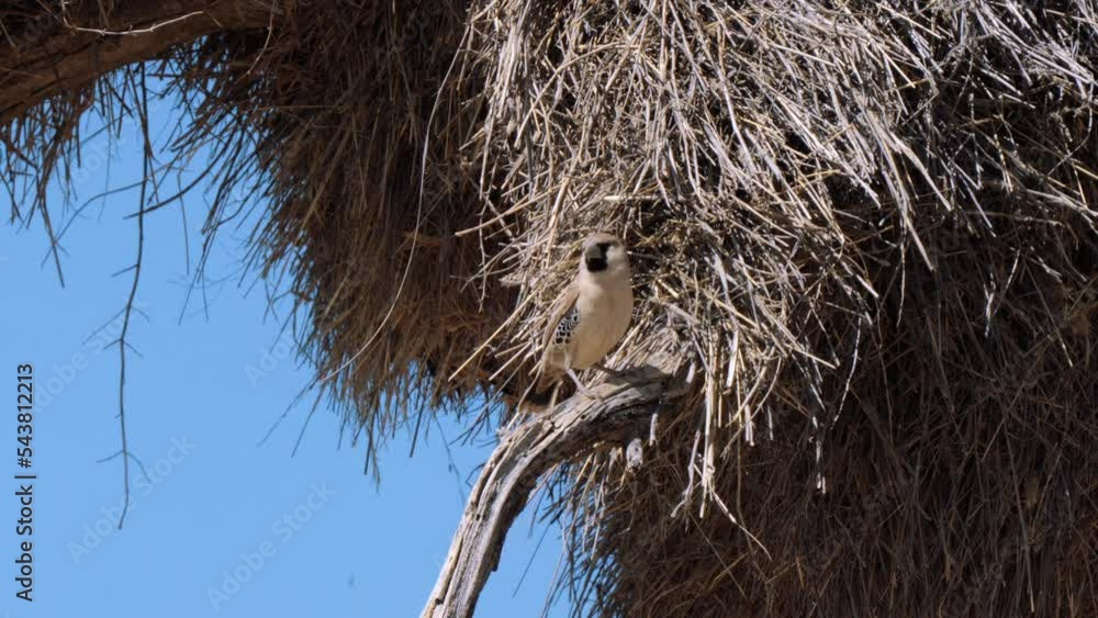 Sociable Weaver, or Philetairus socius, building a large compound ...