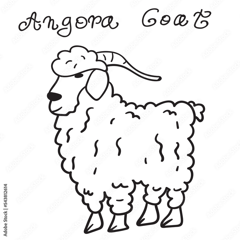 Angora goat. Vector outline simple illustration on white background ...