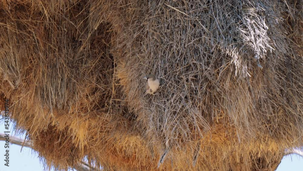 Vidéo Stock Sociable Weaver, or Philetairus socius, building a large ...