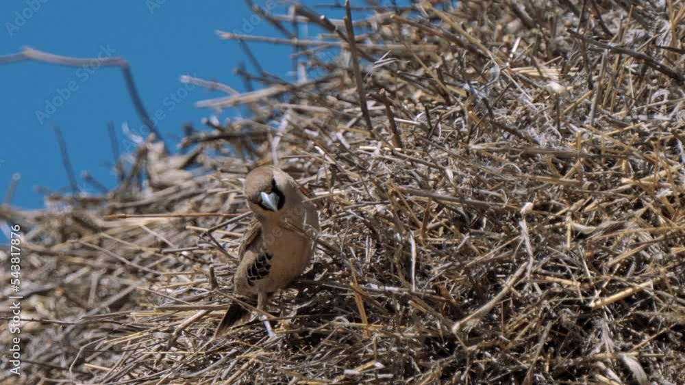 Sociable Weaver, or Philetairus socius, building a large compound ...