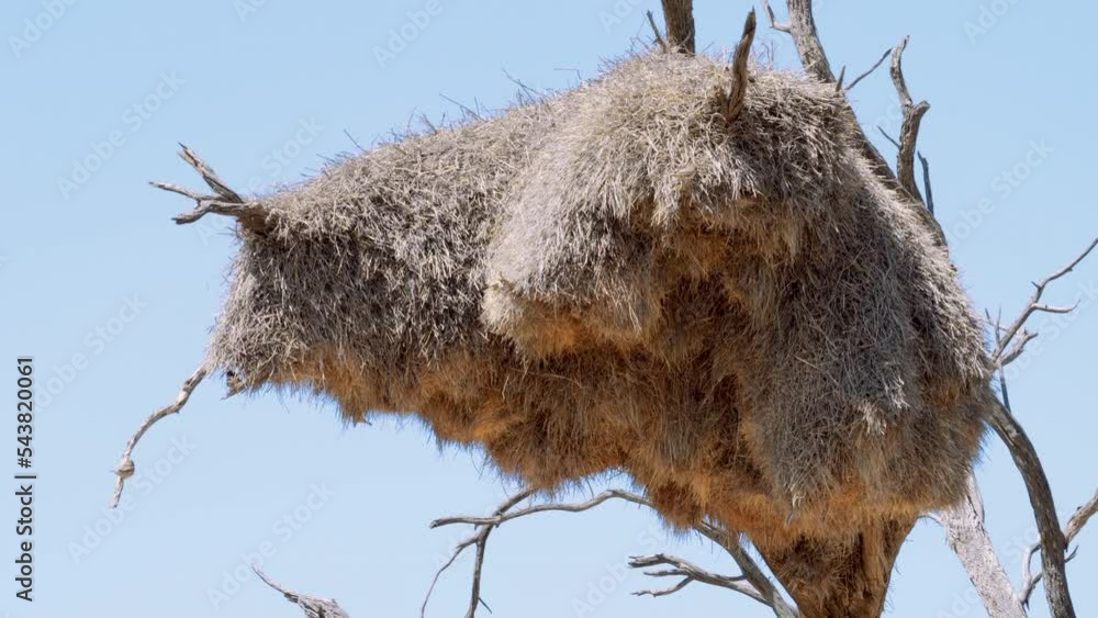 Sociable Weaver, or Philetairus socius, near a large compound community ...