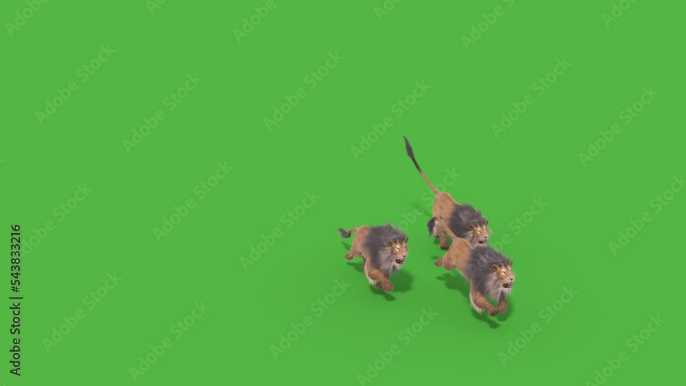 Group of Lions realistic Fur Green Screen Runs Top 3D Rendering Animals ...