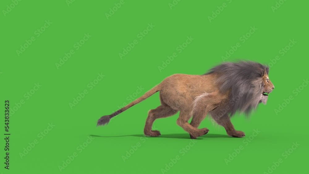 Lion realistic Fur Green Screen Walks Side 3D Rendering Animals ...