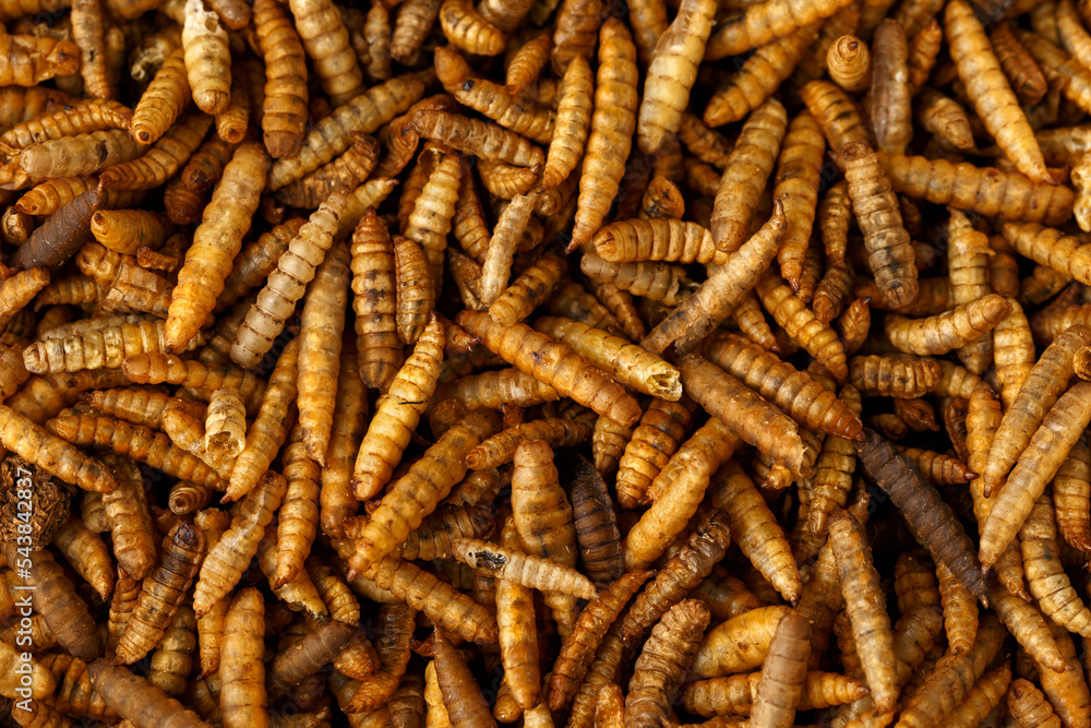 Dried Black soldier fly larvae, calci worms food wildlife birds Stock ...