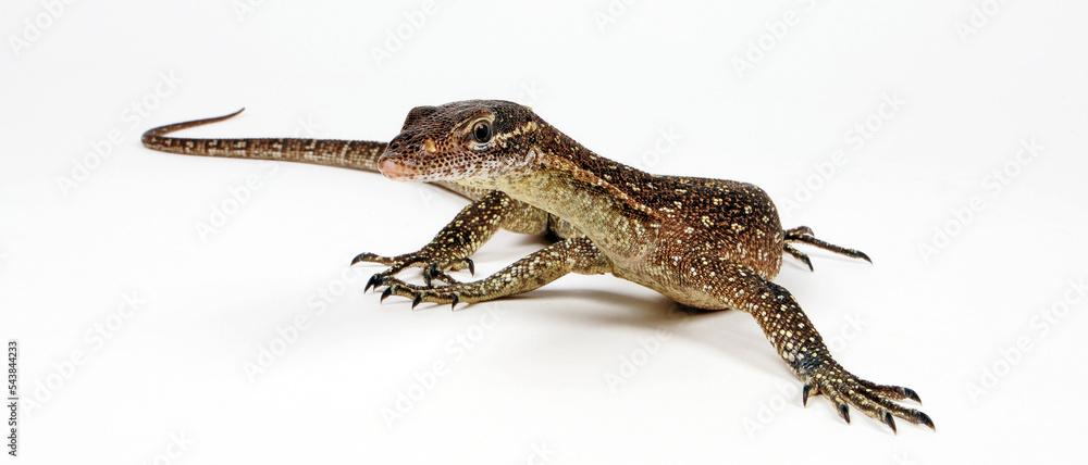 Timor monitor // Timor-Waran (Varanus timorensis) Stock Photo | Adobe Stock