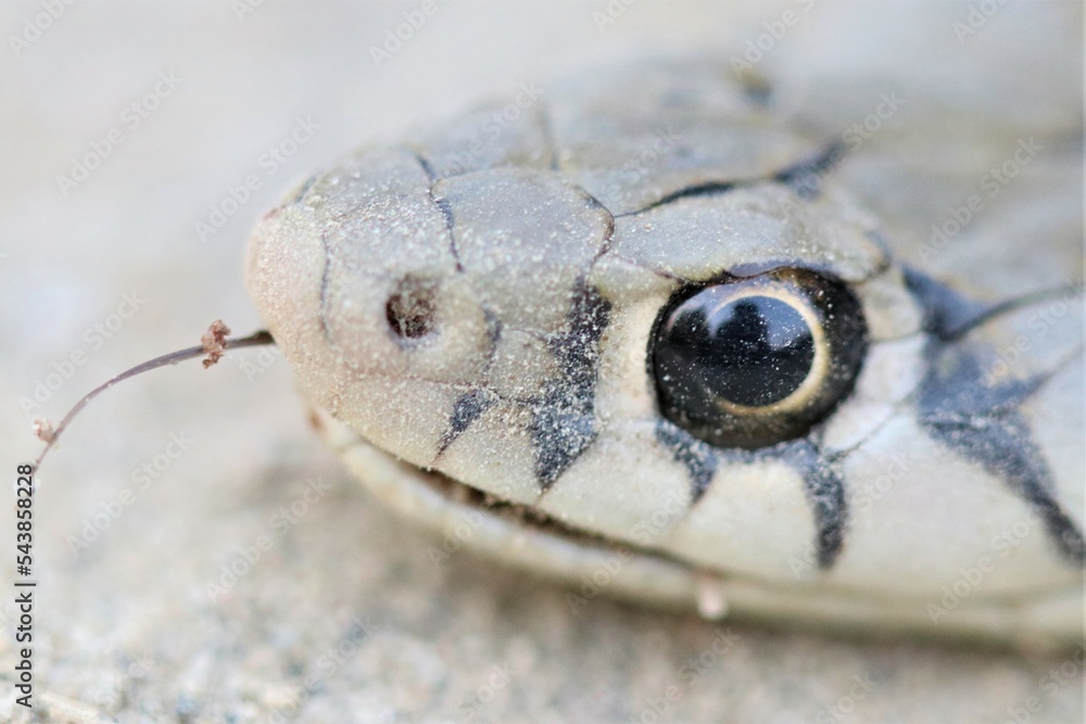 close up of a snake head Stock Photo | Adobe Stock
