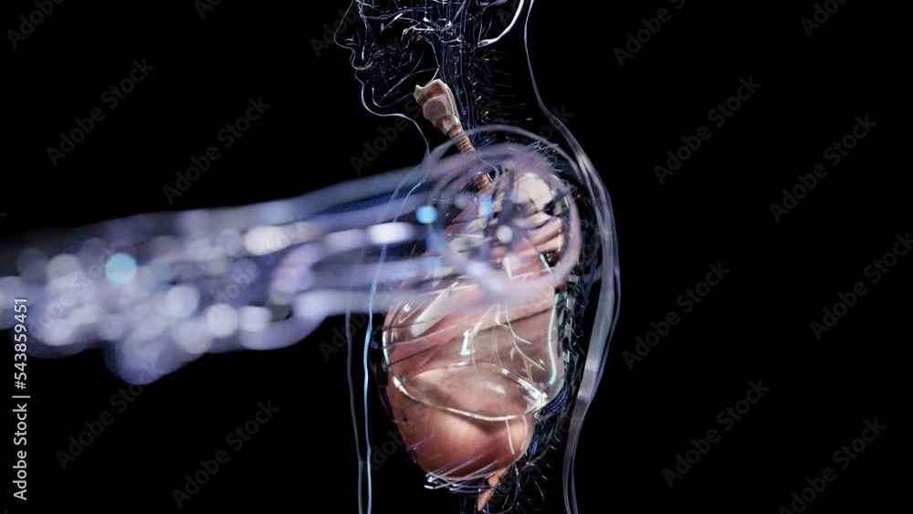 Human Respiratory System Lungs Anatomy loop Animation Concept. visible ...