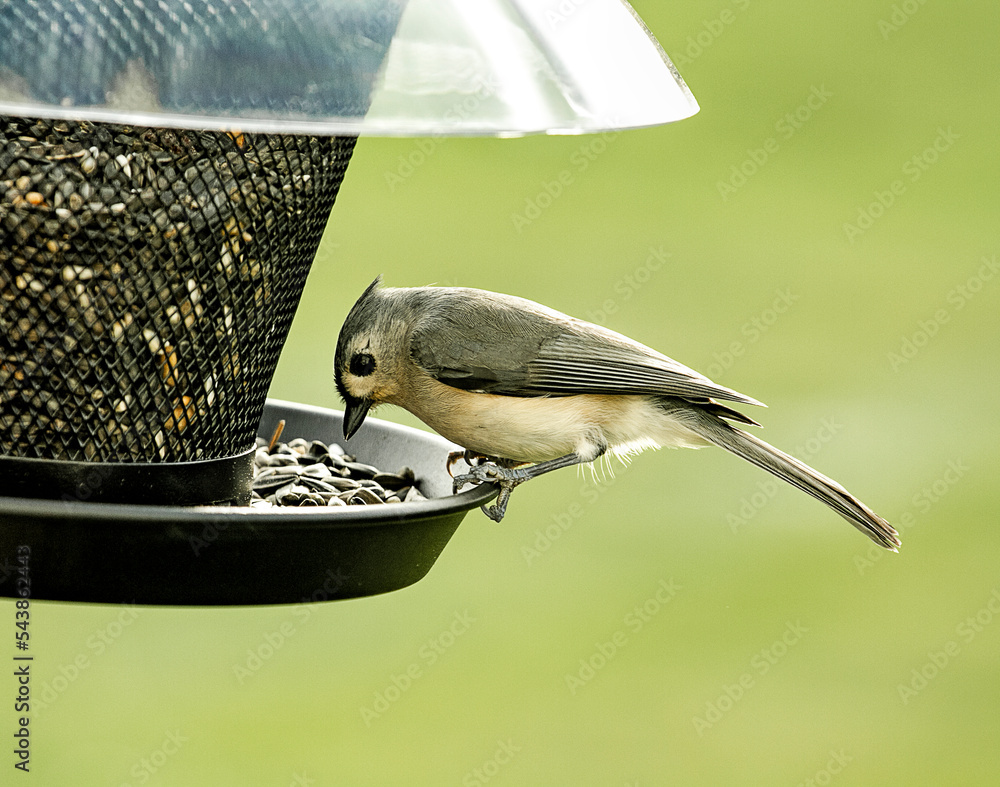 Tufted Titmouse bird feeding at bird feeder with seed in his beak ...