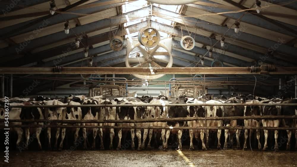 Industrial cultivation of cows on a milk or dairy farm. Cattle eating ...