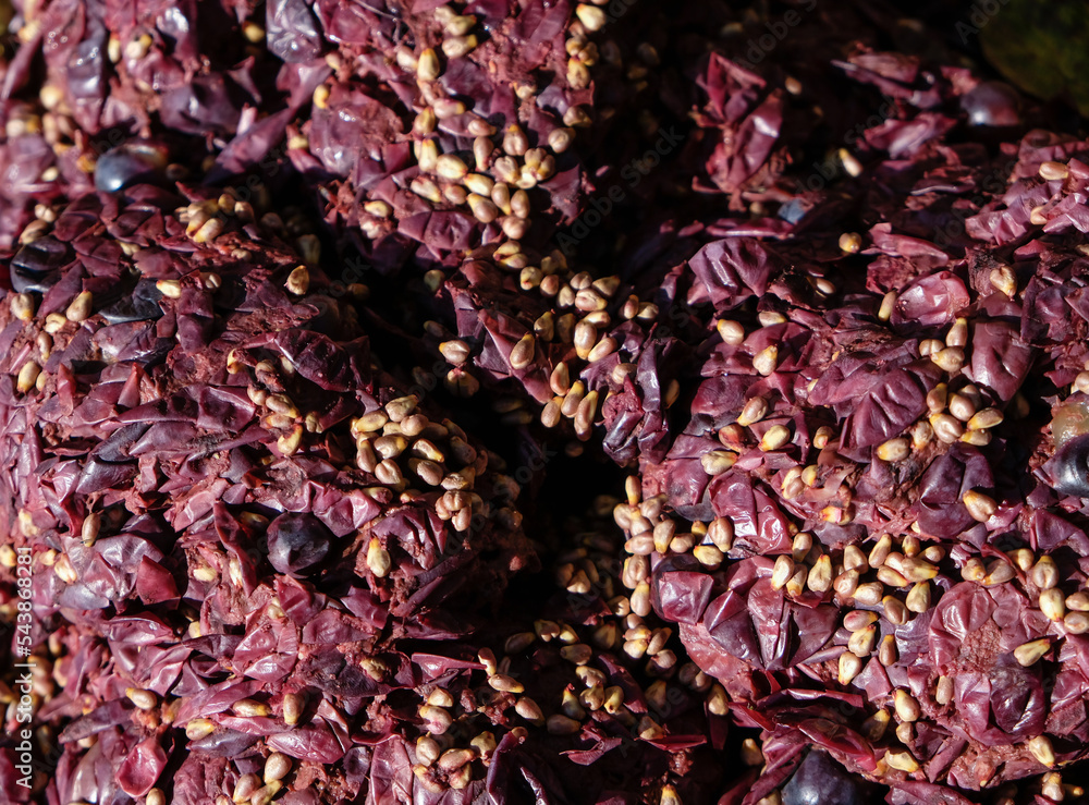Grapes pomace. Grape pulp. Waste. Wine-making process. Stock Photo ...