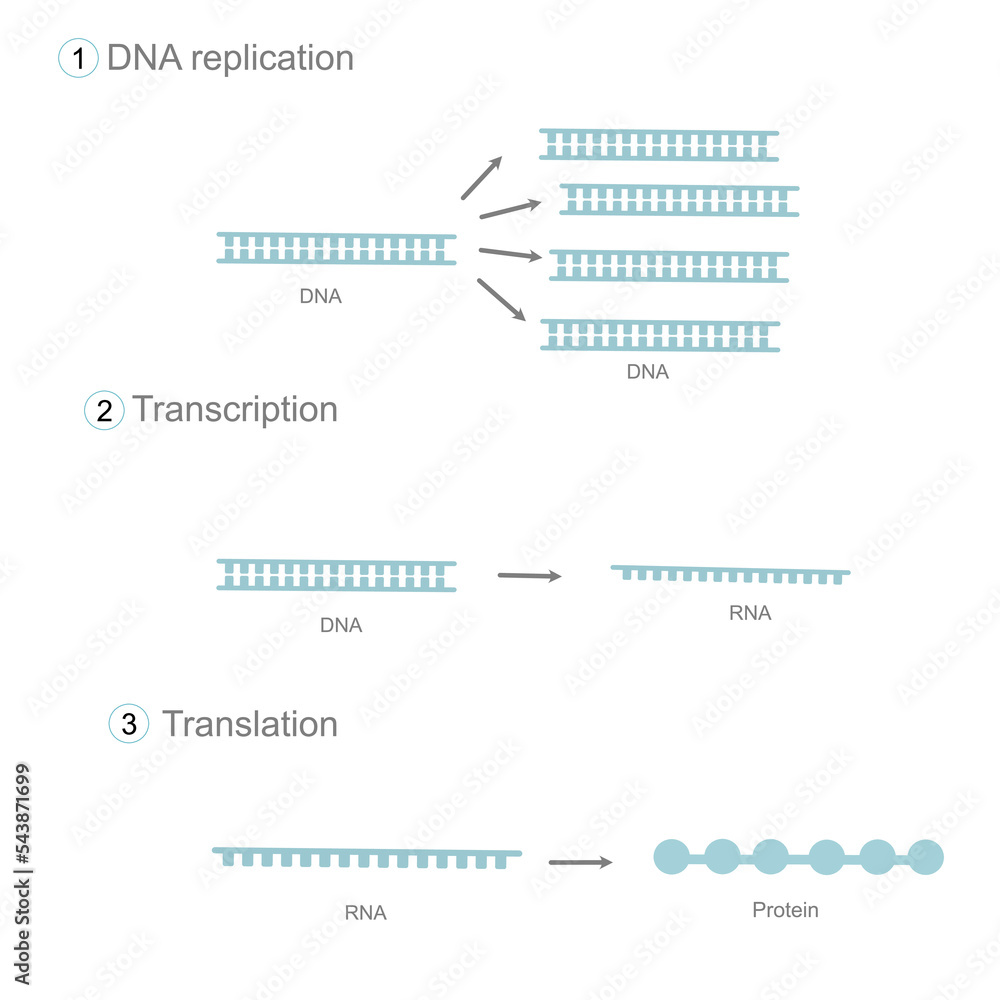 The important process of molecular biology or central dogma ...